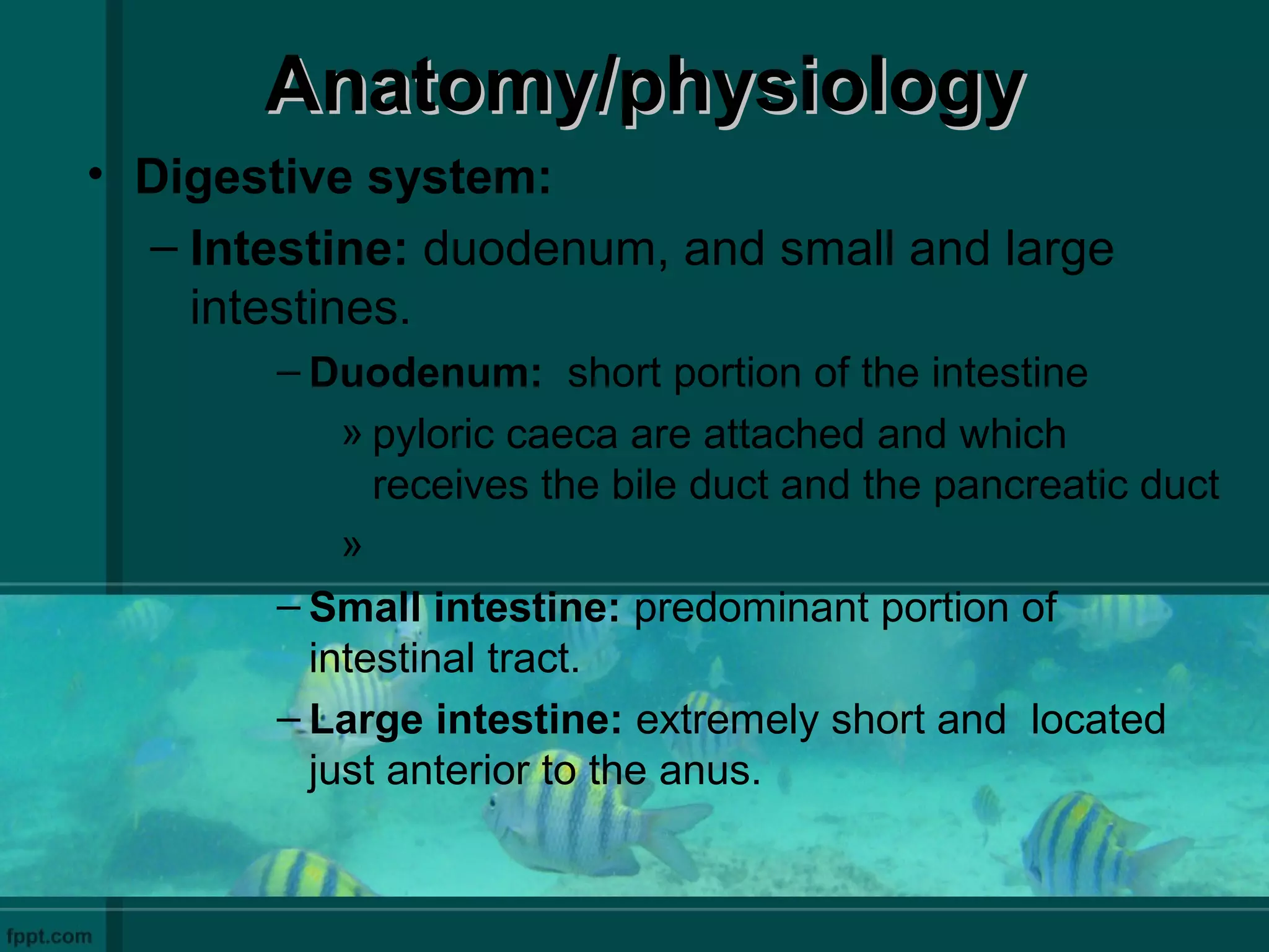 Fish anatomy and physilogy | PPT