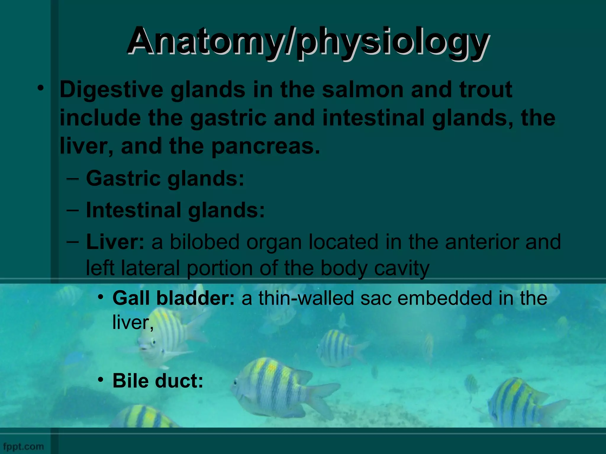 Fish anatomy and physilogy | PPT