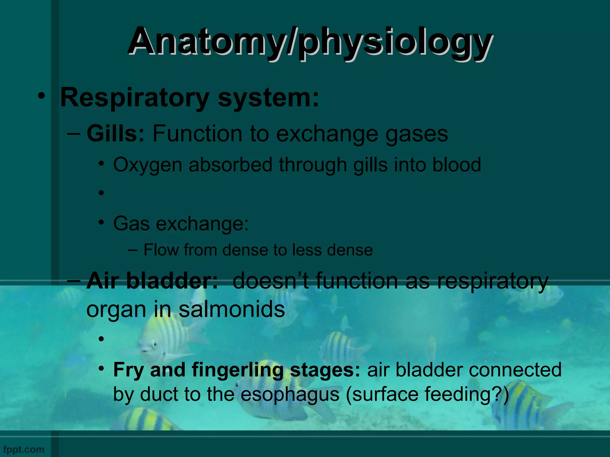 Fish anatomy and physilogy | PPT