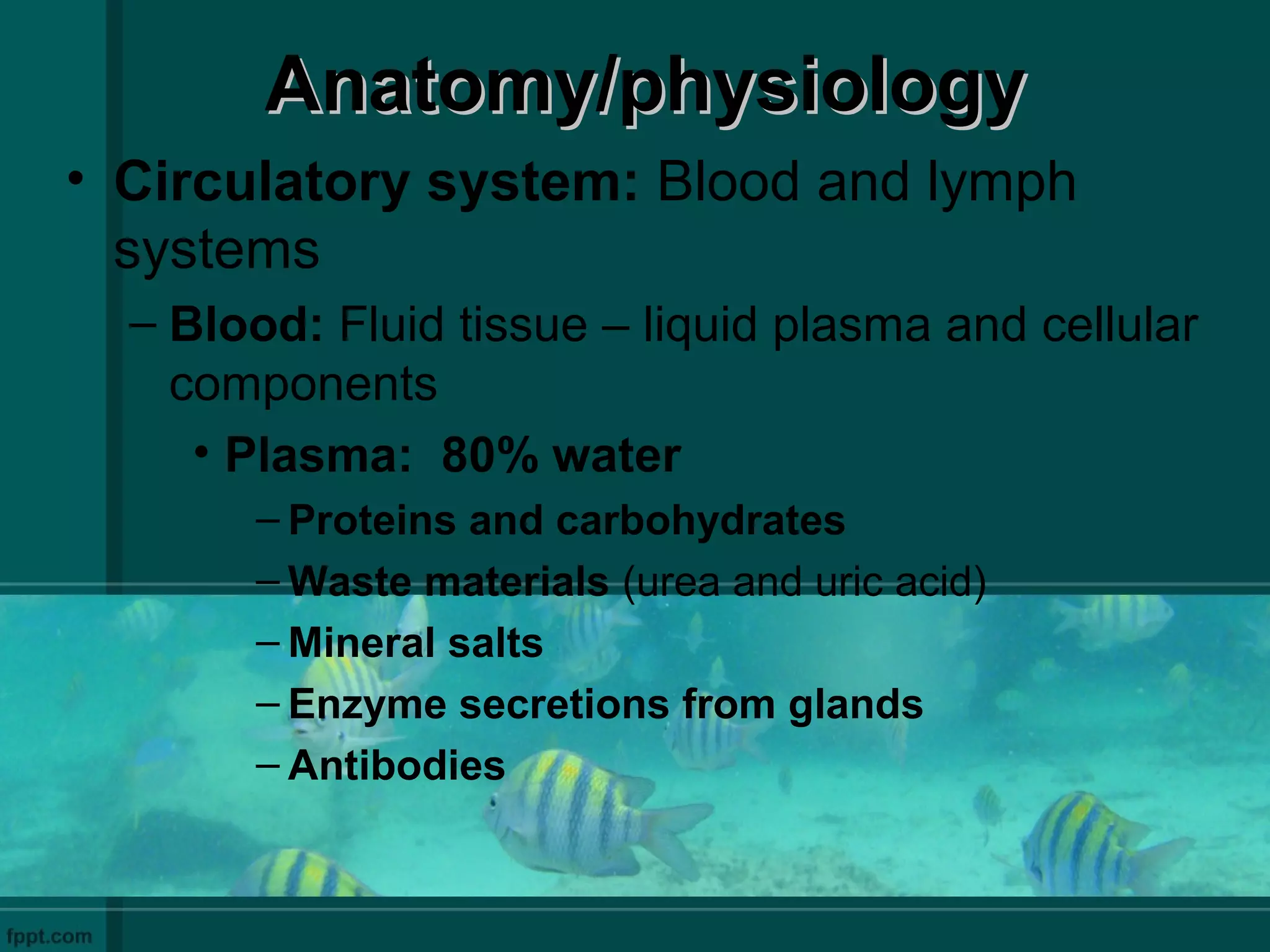 Fish anatomy and physilogy | PPT