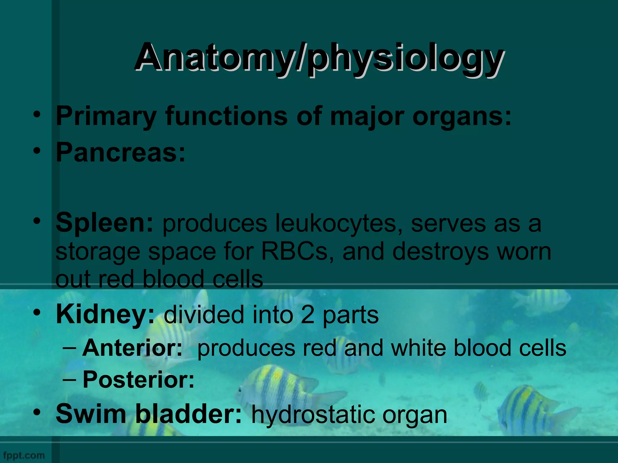 Fish anatomy and physilogy | PPT