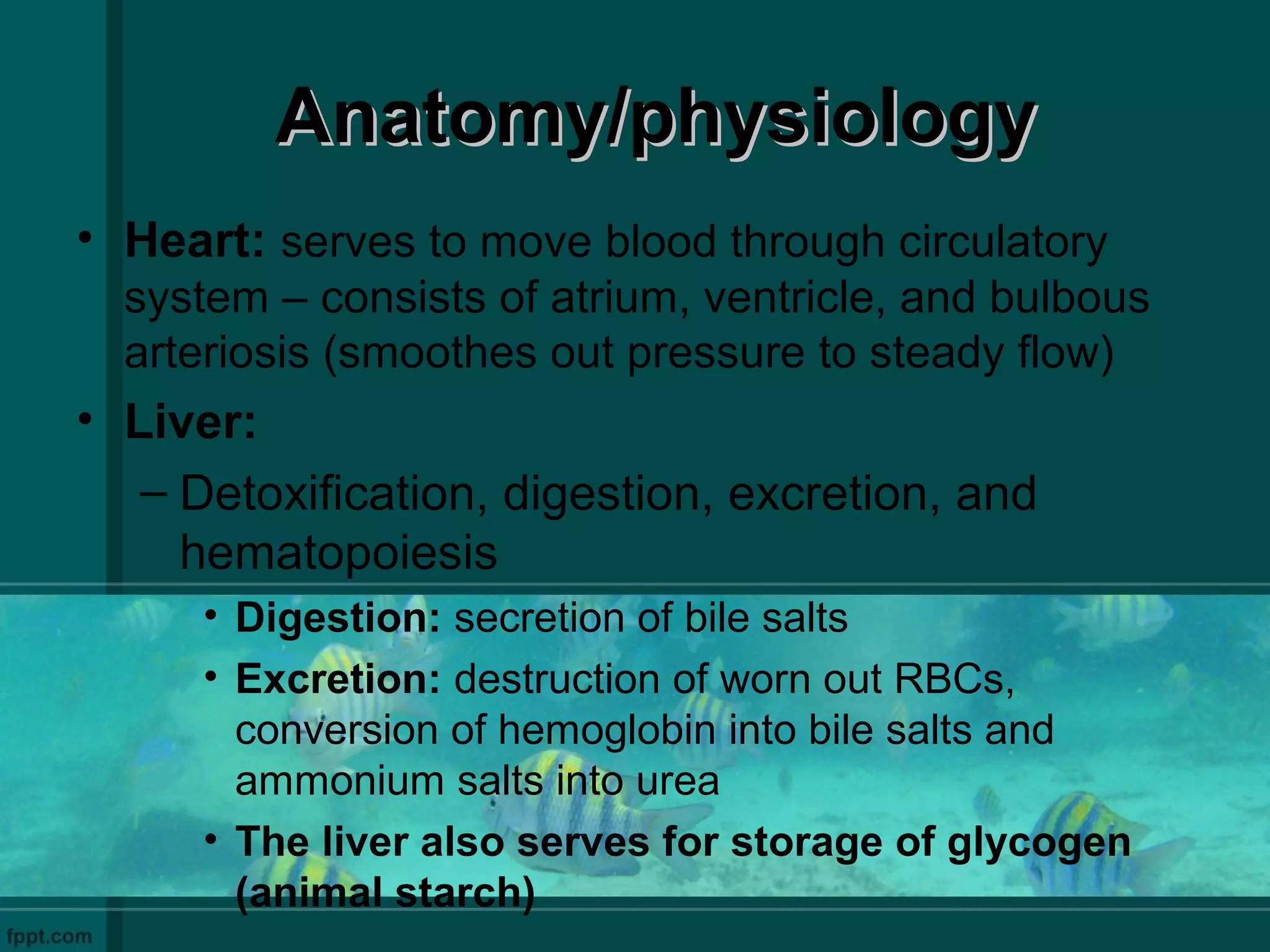 Fish anatomy and physilogy | PPT