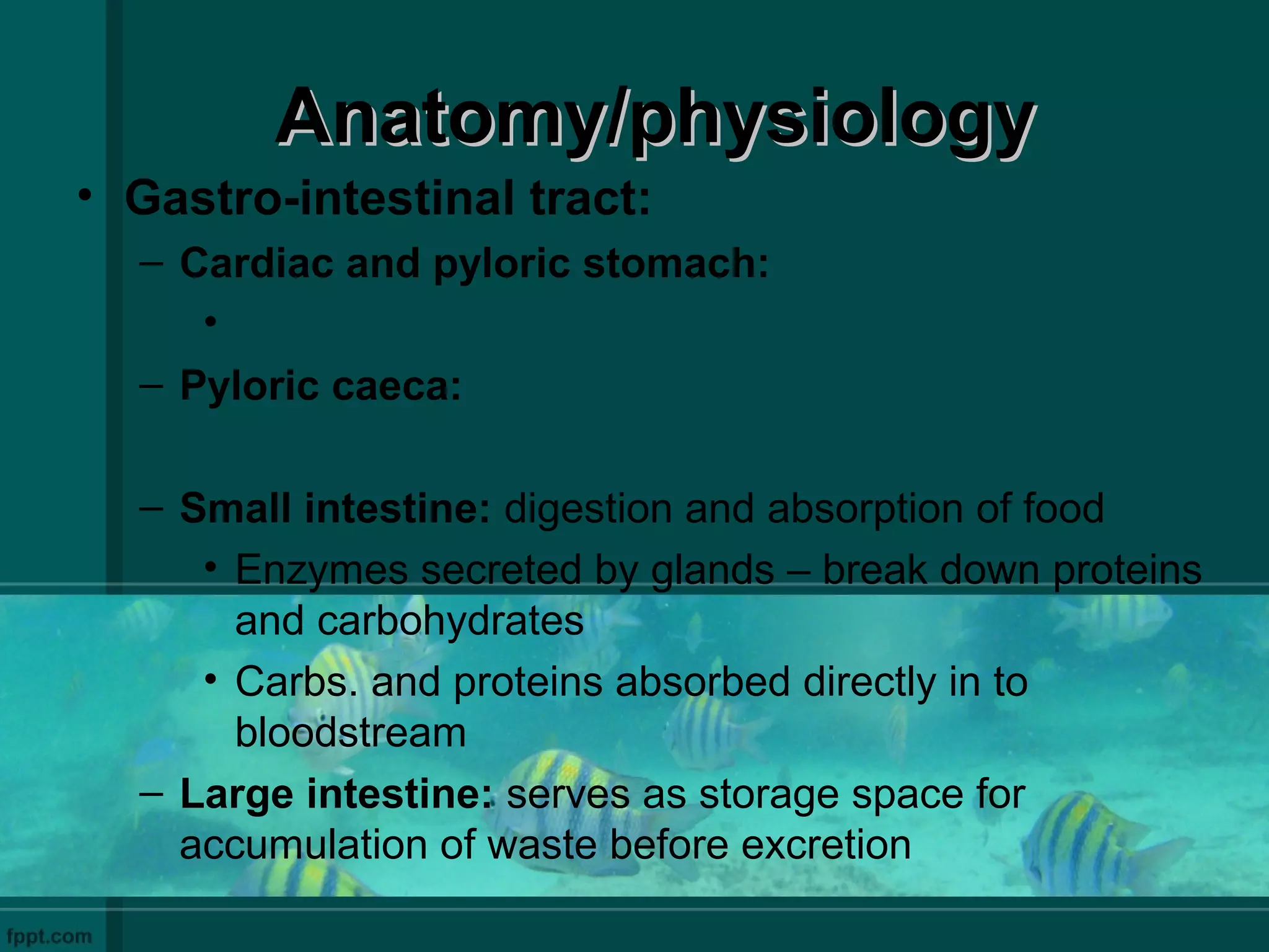 Fish anatomy and physilogy | PPT