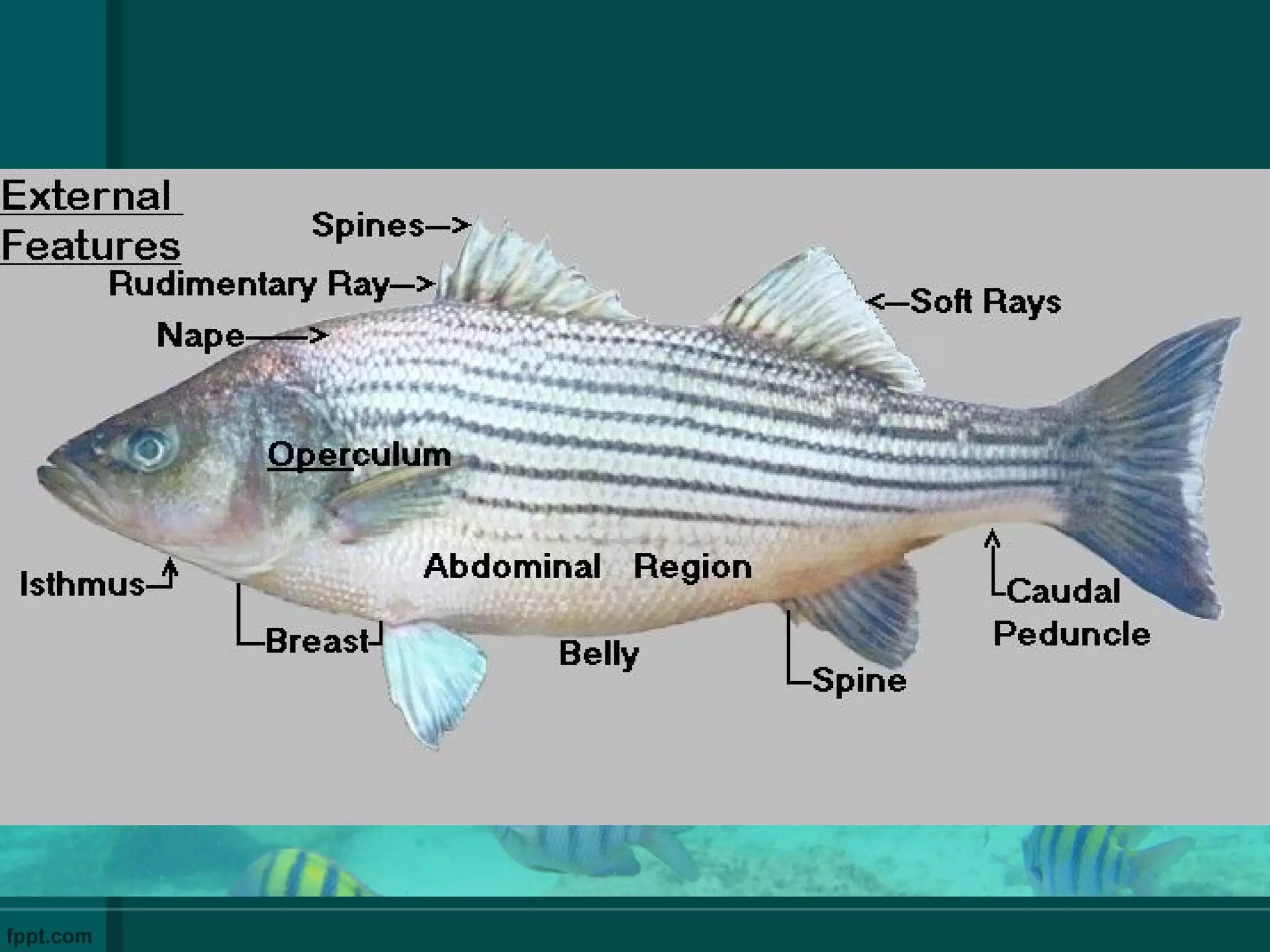 Fish anatomy and physilogy | PPT
