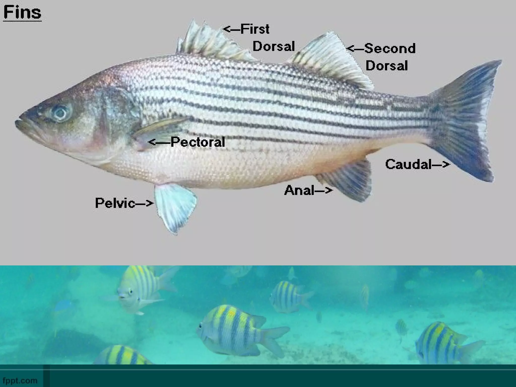 Fish anatomy and physilogy | PPT