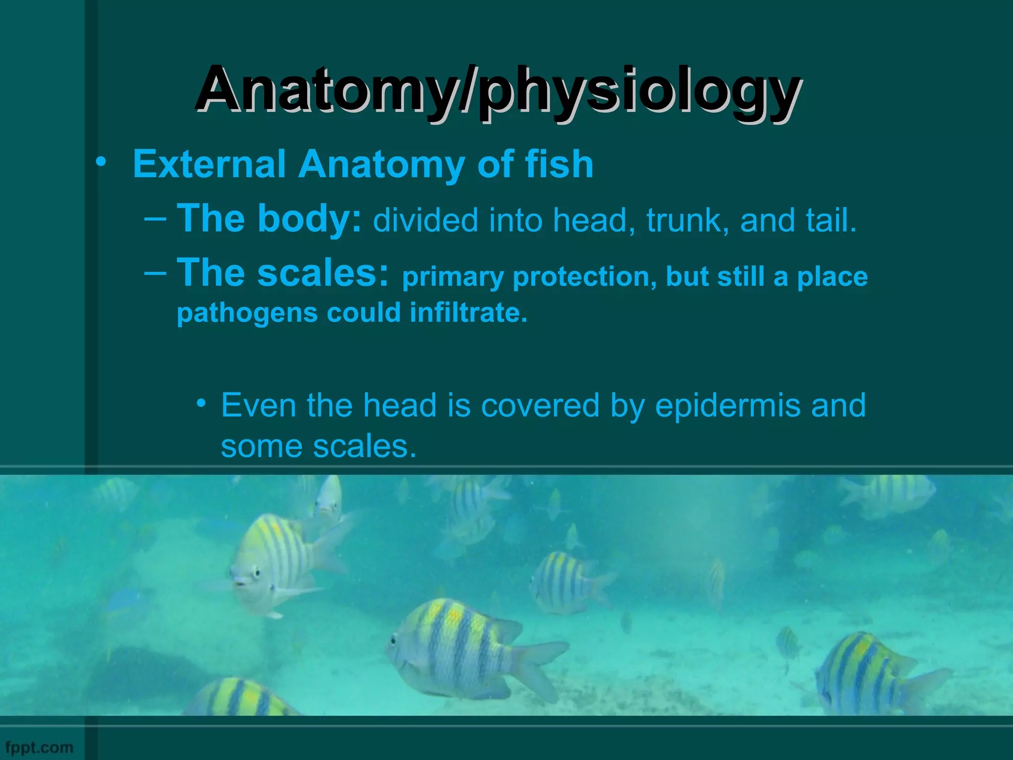 Fish anatomy and physilogy | PPT