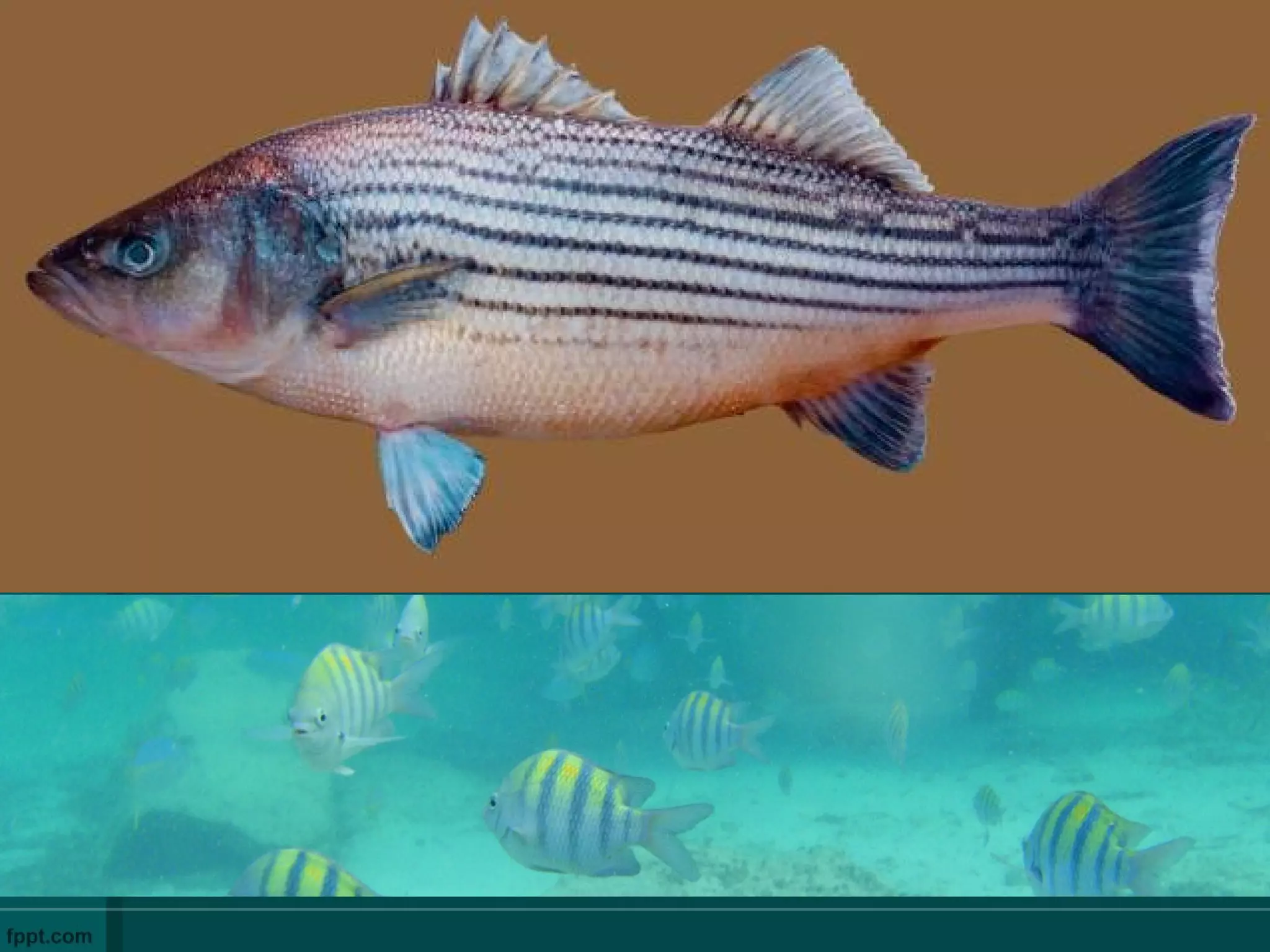 Fish anatomy and physilogy | PPT