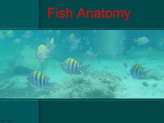 Fish anatomy and physilogy | PPT