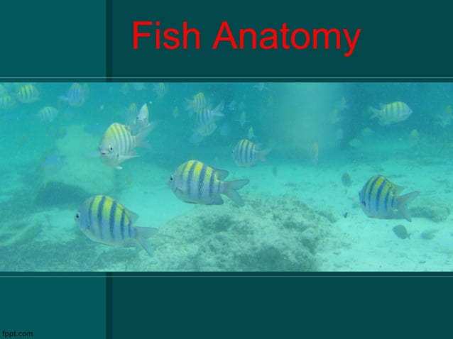 Fish anatomy and physilogy | PPT