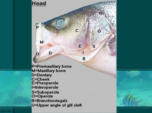 Fish anatomy and physilogy | PPT