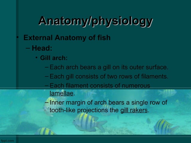 Fish anatomy and physilogy | PPT