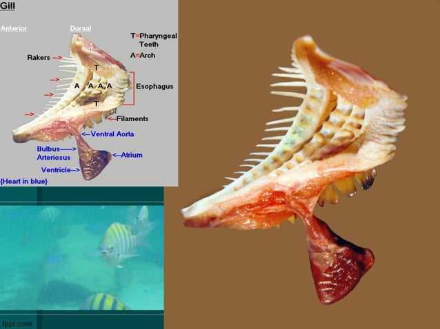 Fish anatomy and physilogy | PPT