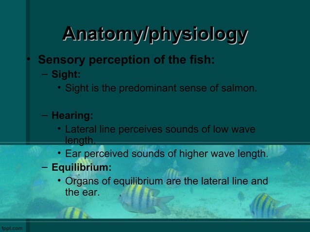 Fish anatomy and physilogy | PPT