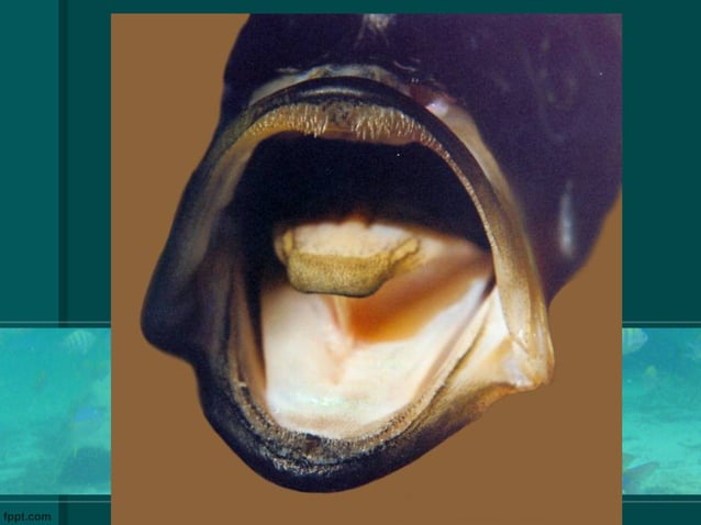 Fish anatomy and physilogy | PPT