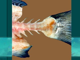 Fish anatomy and physilogy | PPT