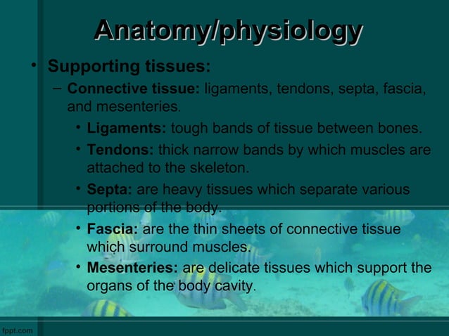 Fish anatomy and physilogy | PPT