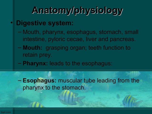 Fish anatomy and physilogy | PPT