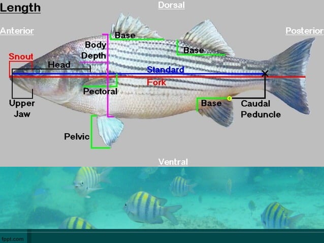 Fish anatomy and physilogy | PPT