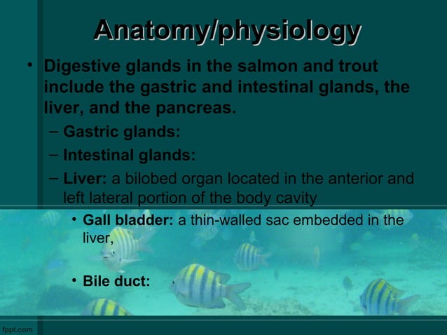 Fish anatomy and physilogy | PPT