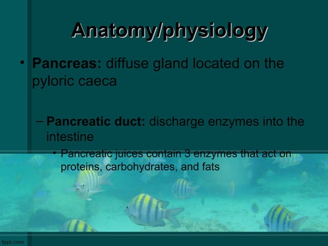 Fish anatomy and physilogy | PPT