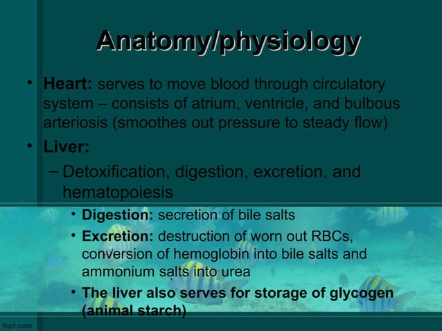 Fish anatomy and physilogy | PPT