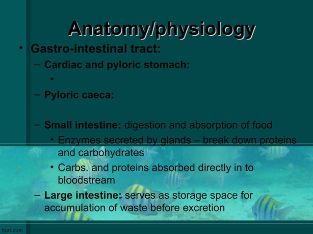 Fish anatomy and physilogy | PPT