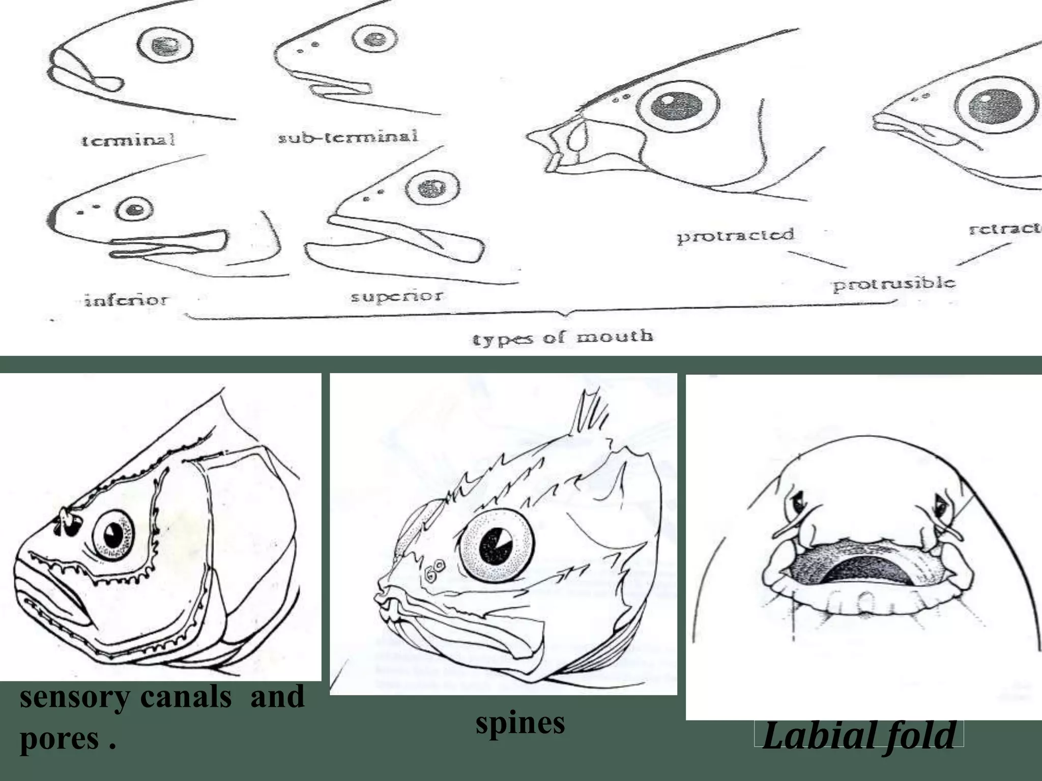 Anatomy of External Organs of the Fishes | PPTX