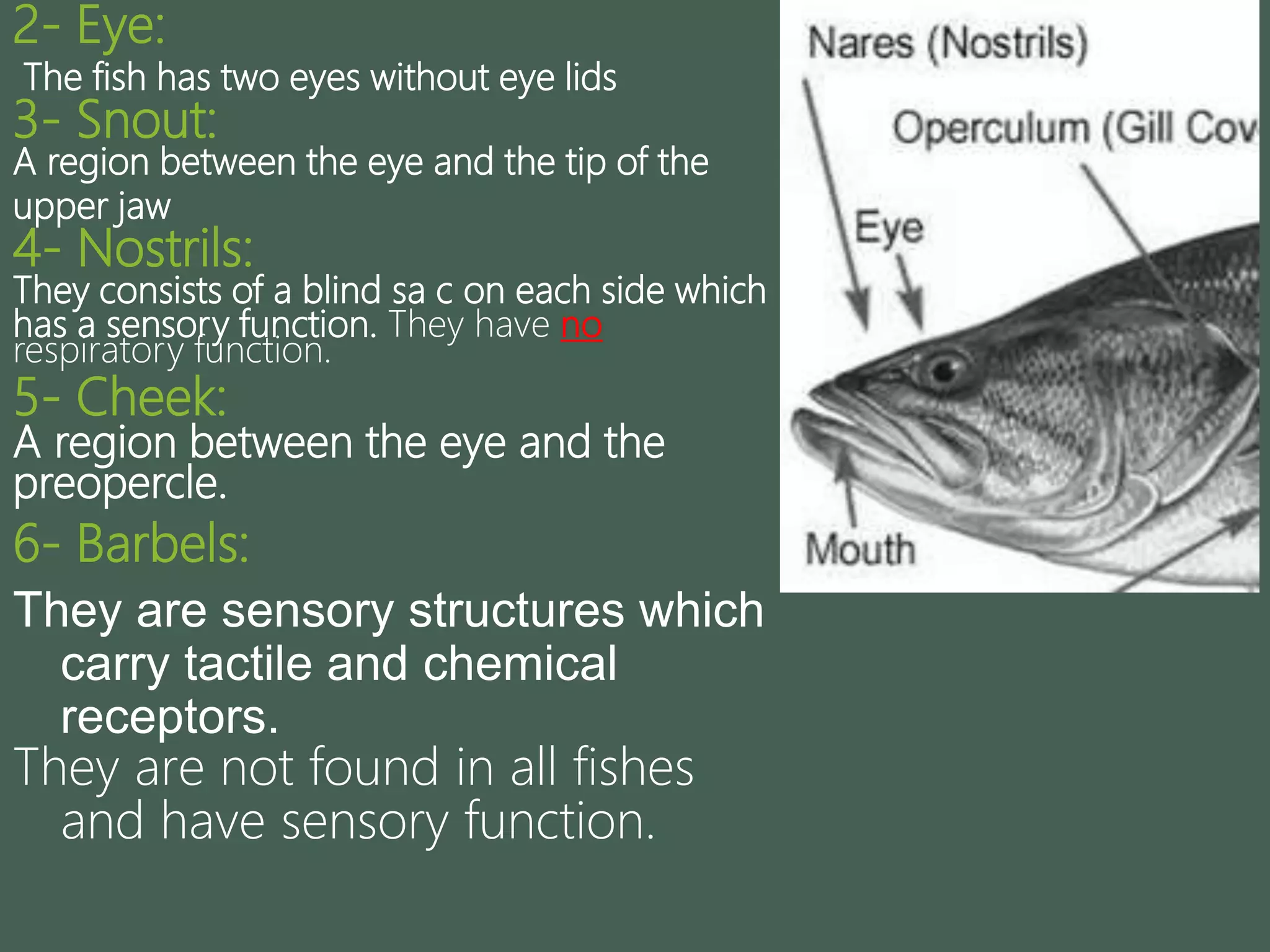 Anatomy of External Organs of the Fishes | PPTX