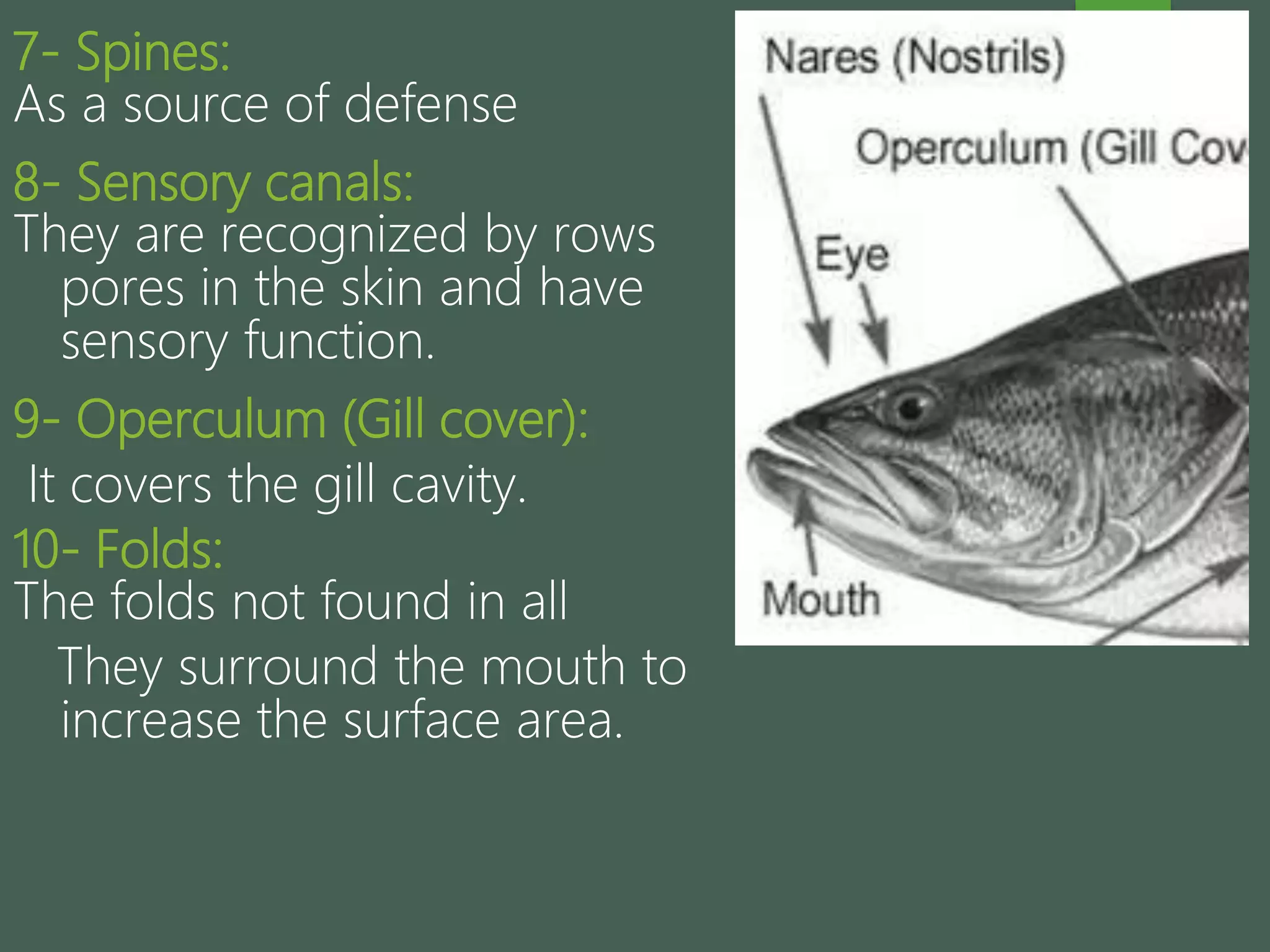 Anatomy of External Organs of the Fishes | PPTX
