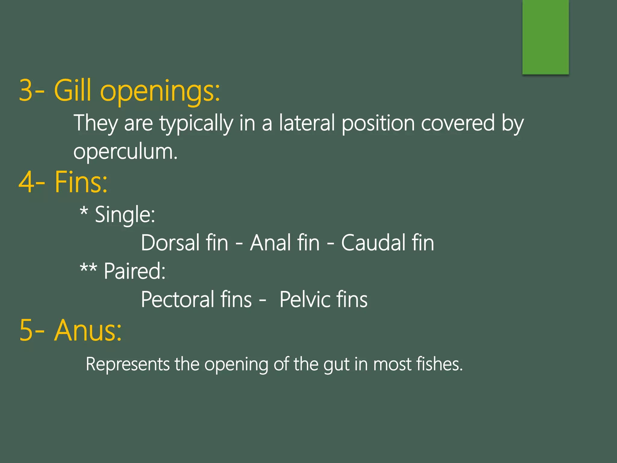 Anatomy of External Organs of the Fishes | PPTX