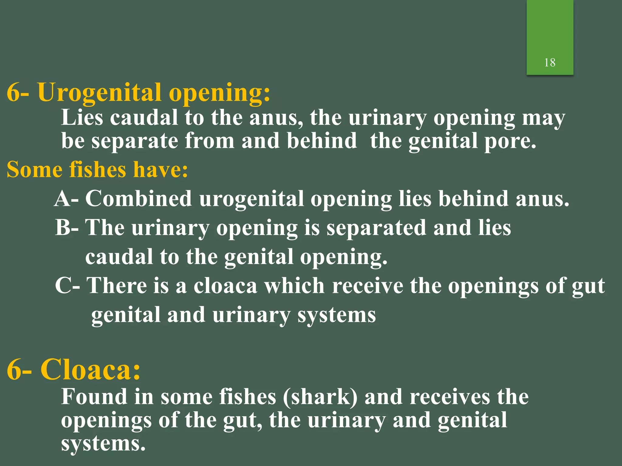 Anatomy of External Organs of the Fishes | PPTX