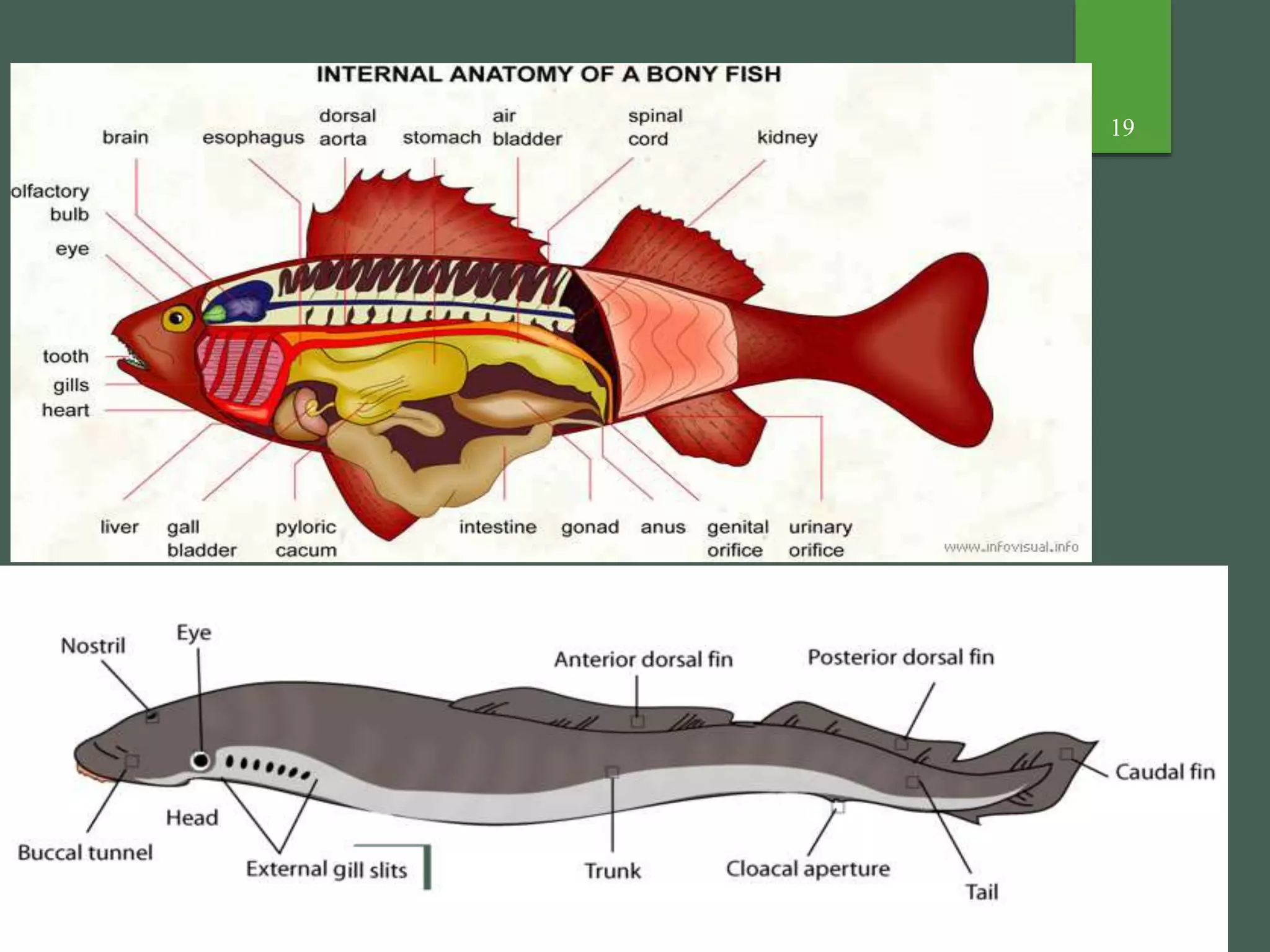 Anatomy of External Organs of the Fishes | PPTX