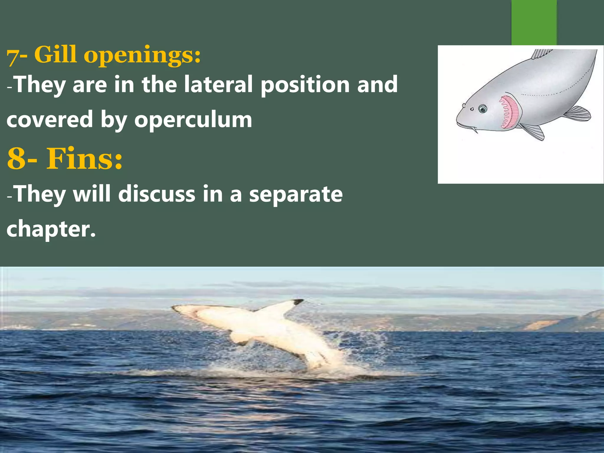 Anatomy of External Organs of the Fishes | PPTX