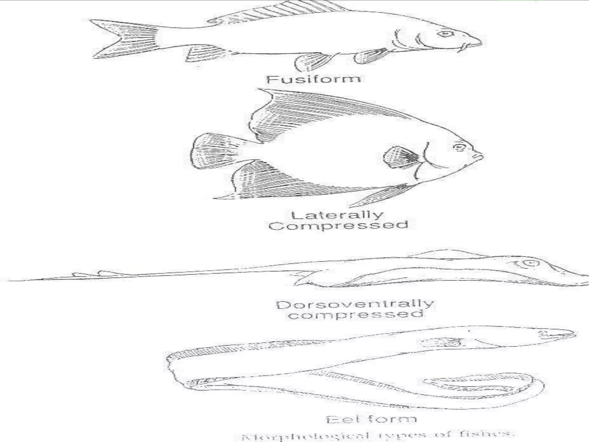 Anatomy of External Organs of the Fishes | PPTX