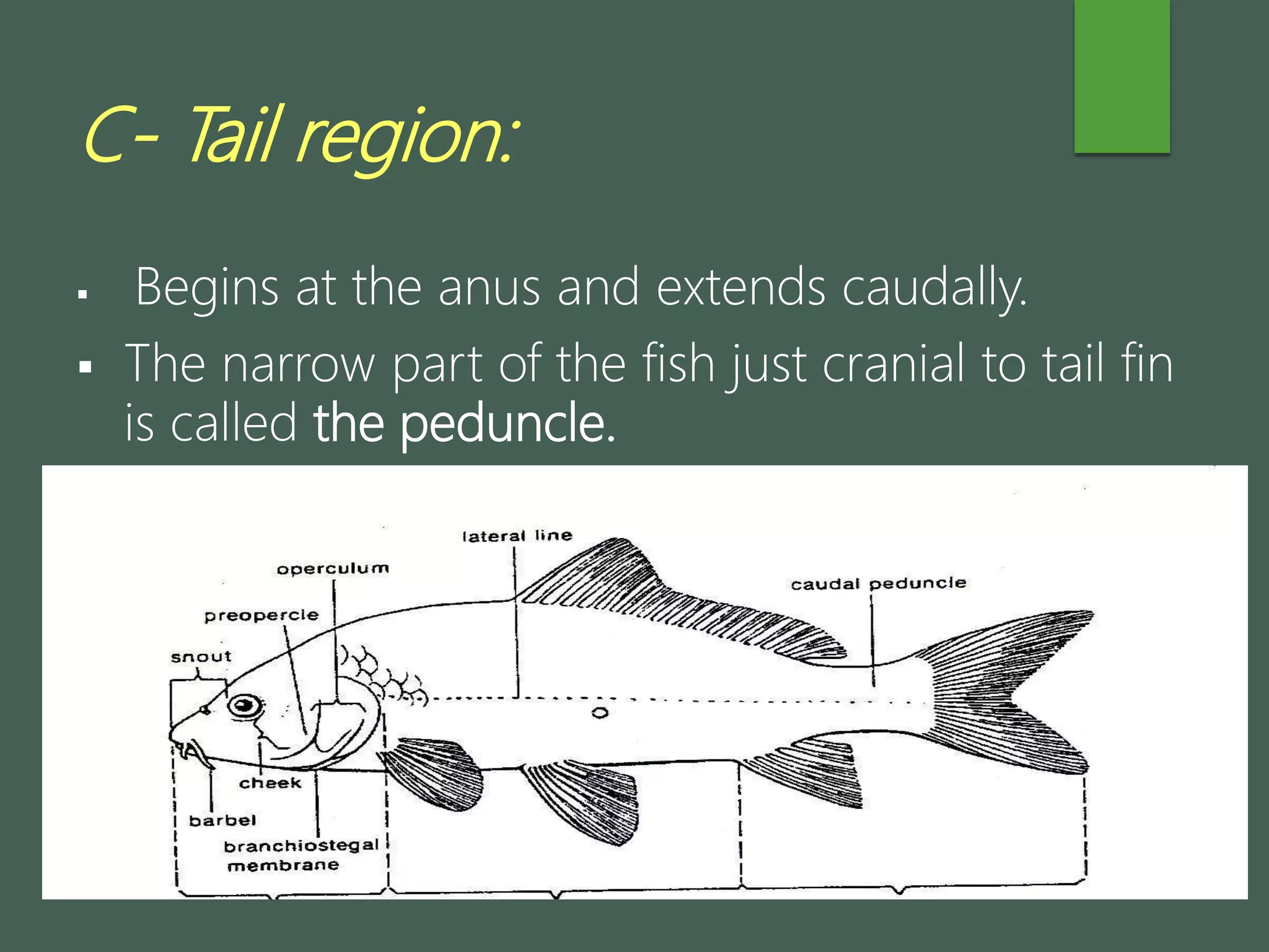 Anatomy of External Organs of the Fishes | PPTX