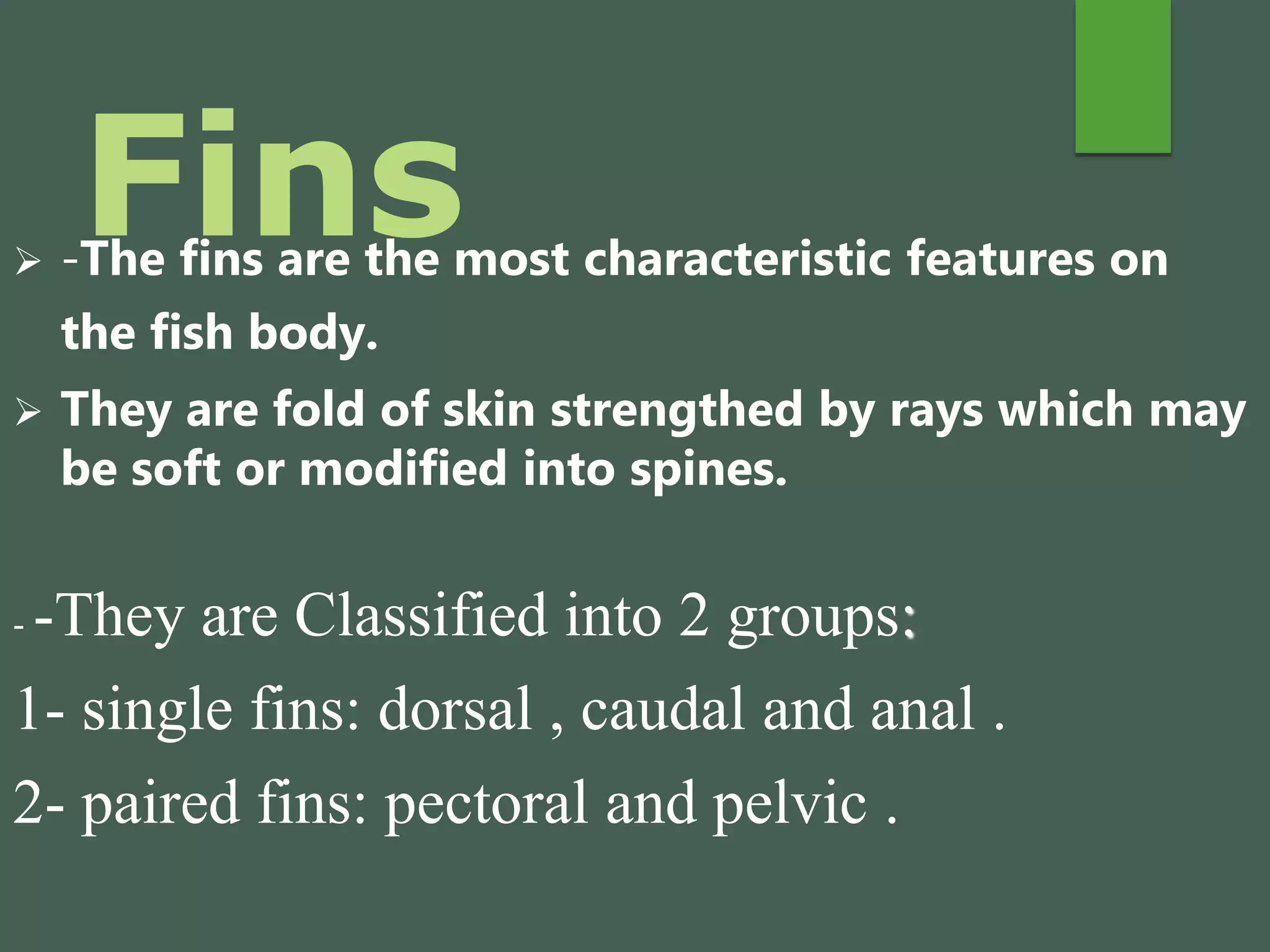 Anatomy of External Organs of the Fishes | PPTX