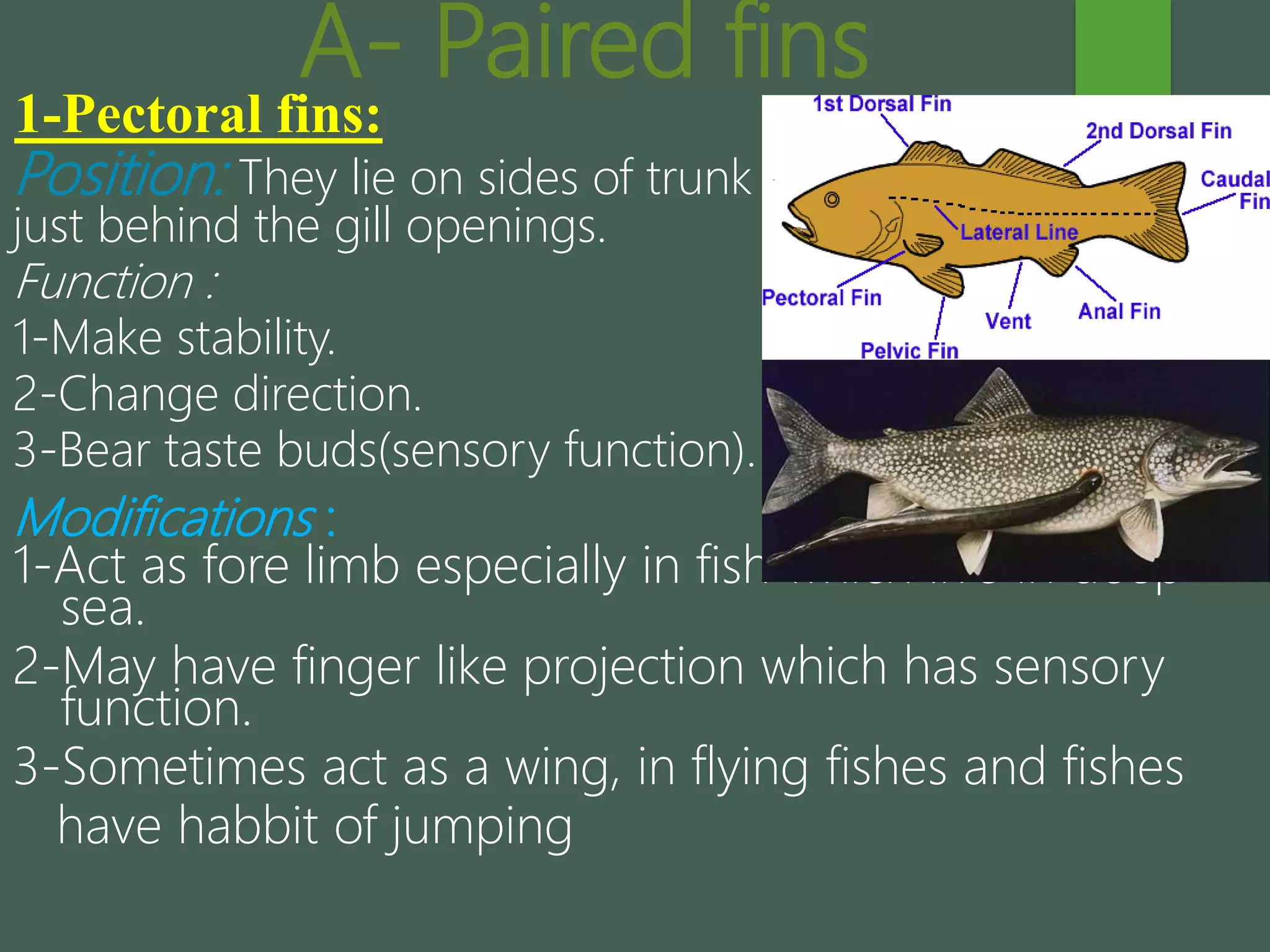 Anatomy of External Organs of the Fishes | PPTX