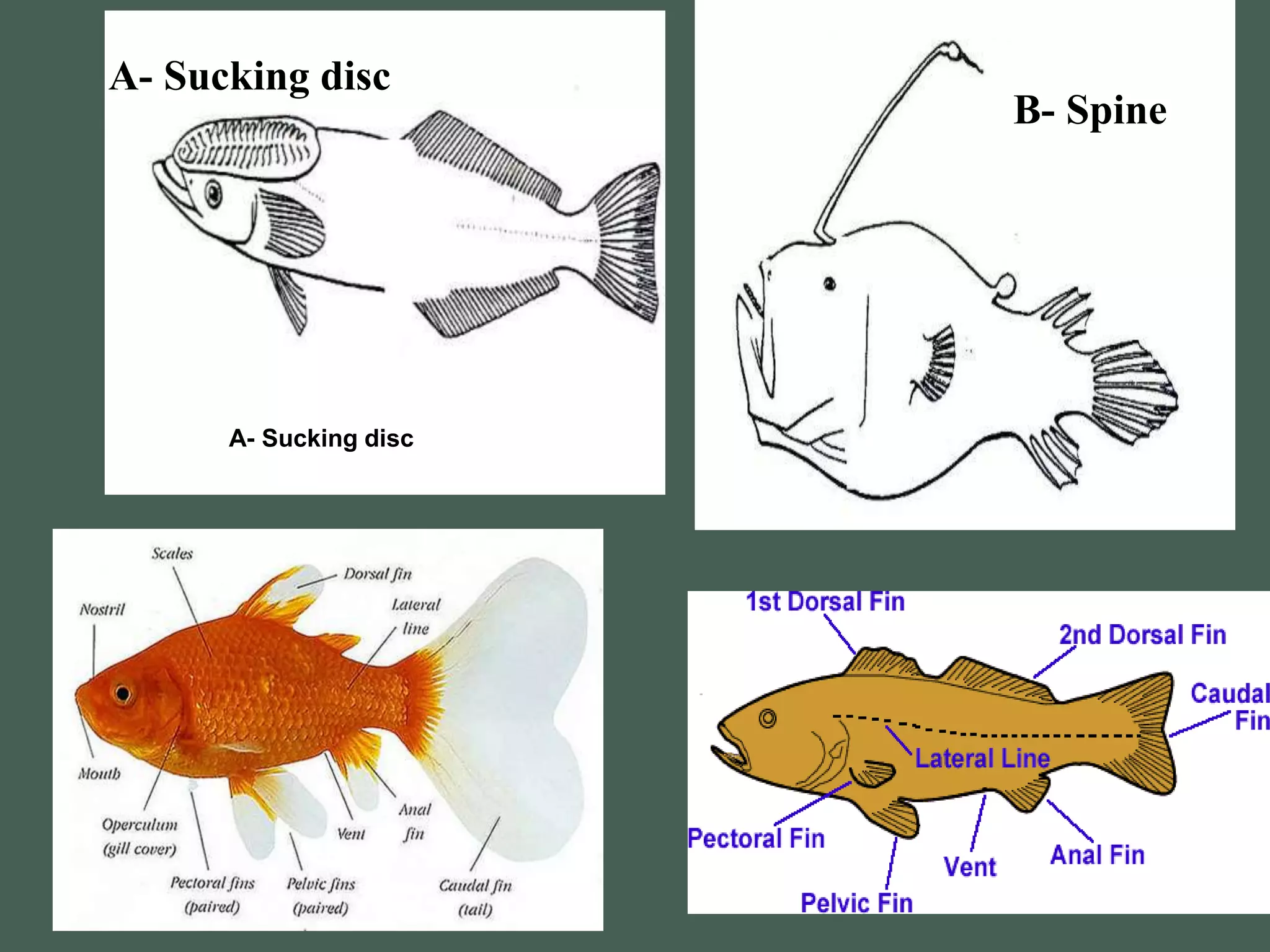 Anatomy of External Organs of the Fishes | PPTX