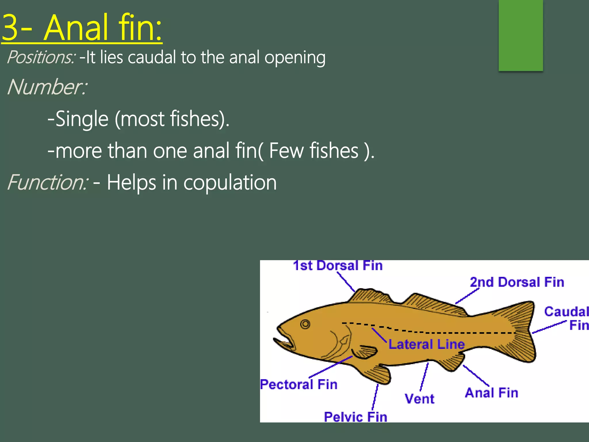Anatomy of External Organs of the Fishes | PPTX
