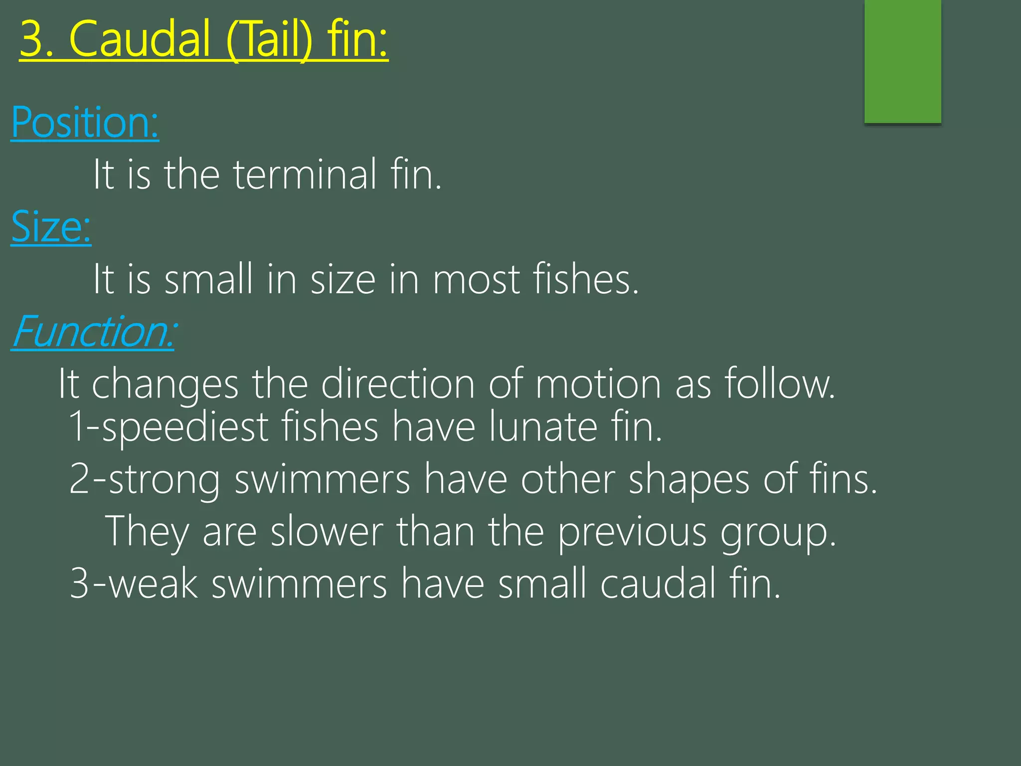 Anatomy of External Organs of the Fishes | PPTX