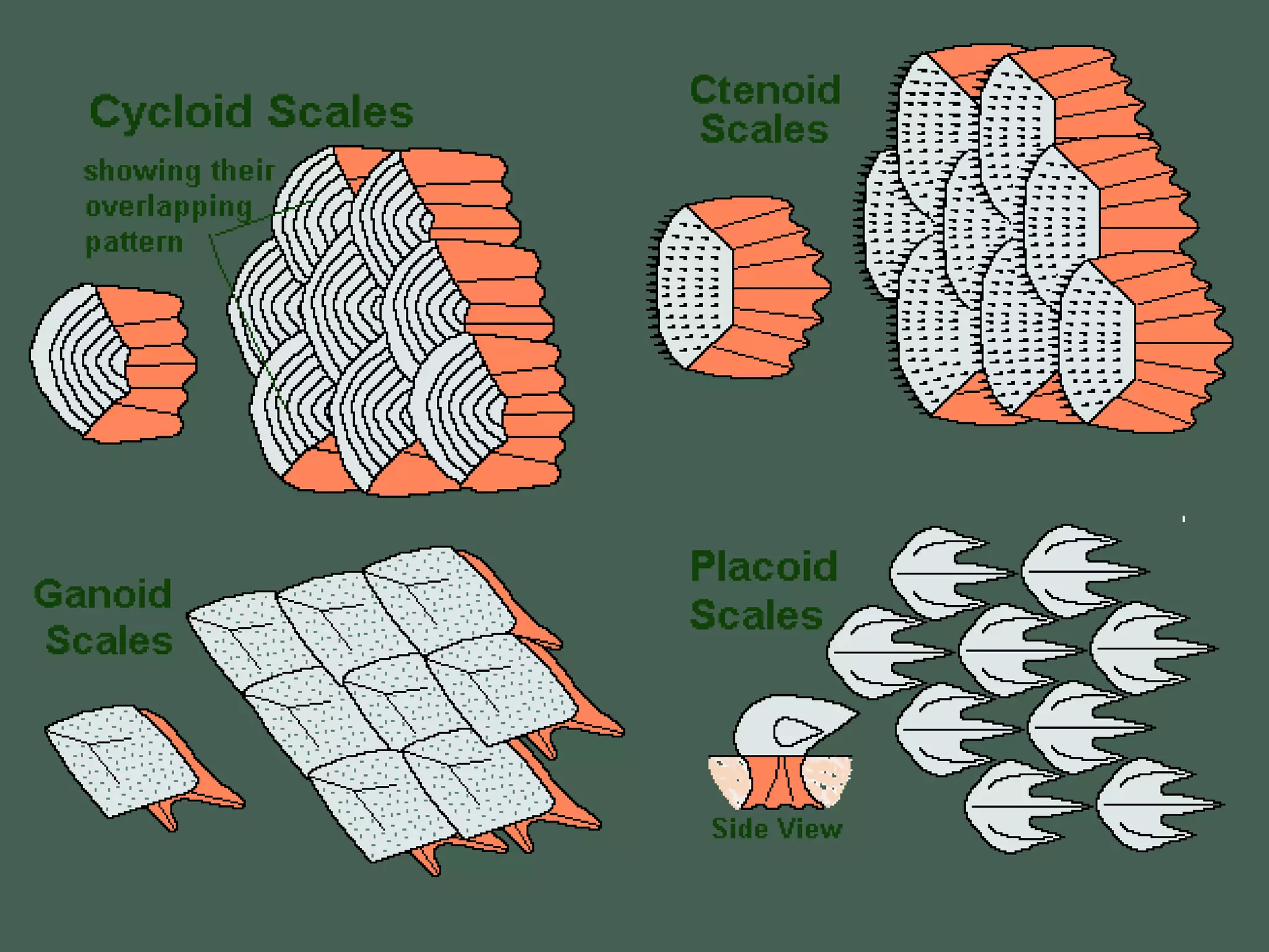 Anatomy of External Organs of the Fishes | PPTX