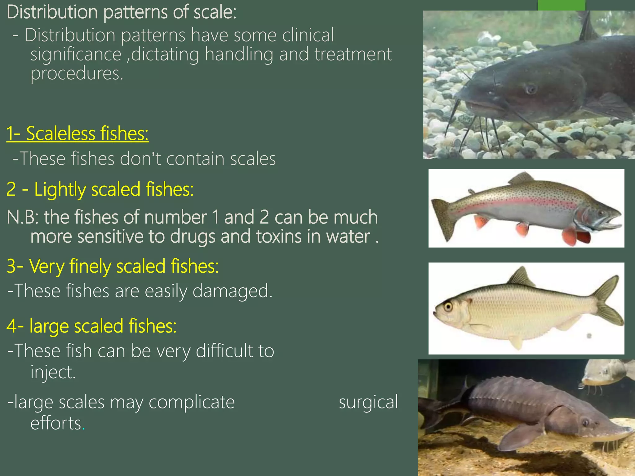 Anatomy of External Organs of the Fishes | PPTX