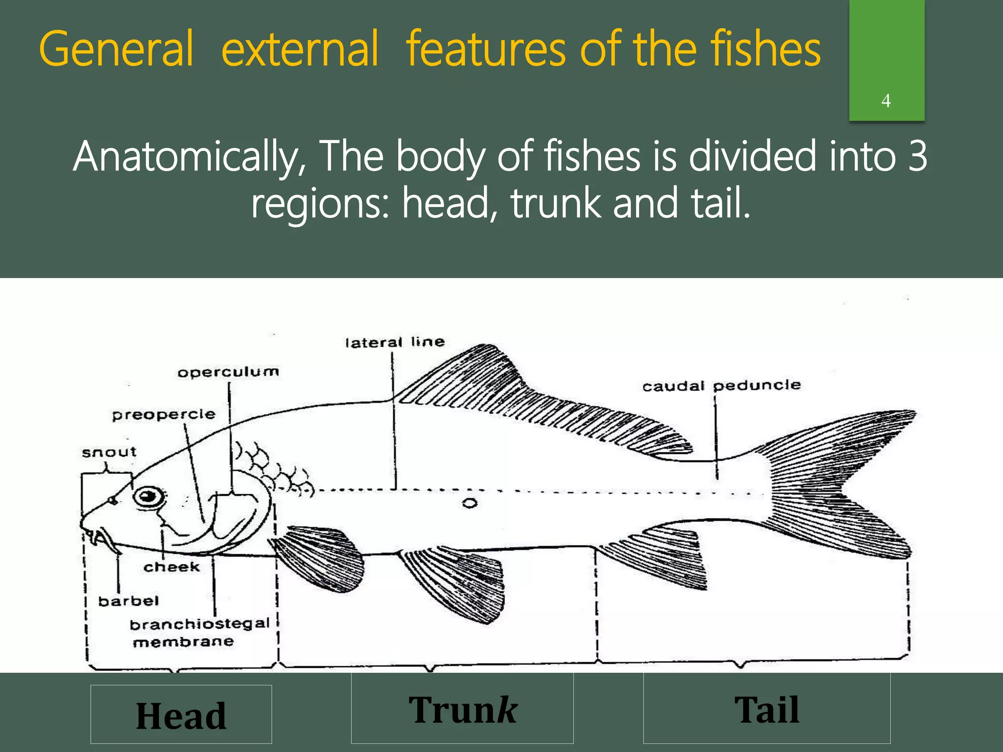 Anatomy of External Organs of the Fishes | PPTX