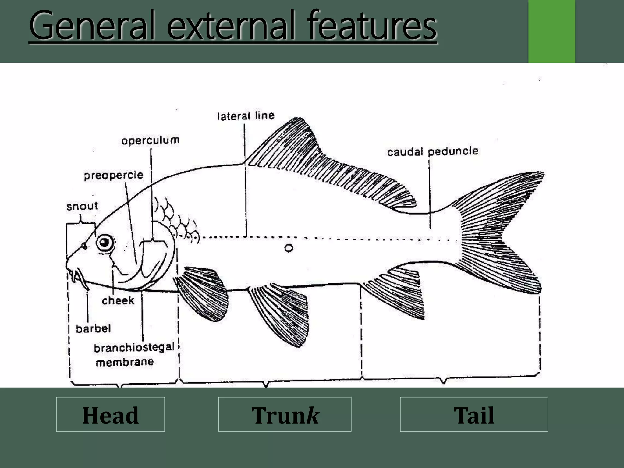 Anatomy of External Organs of the Fishes | PPTX