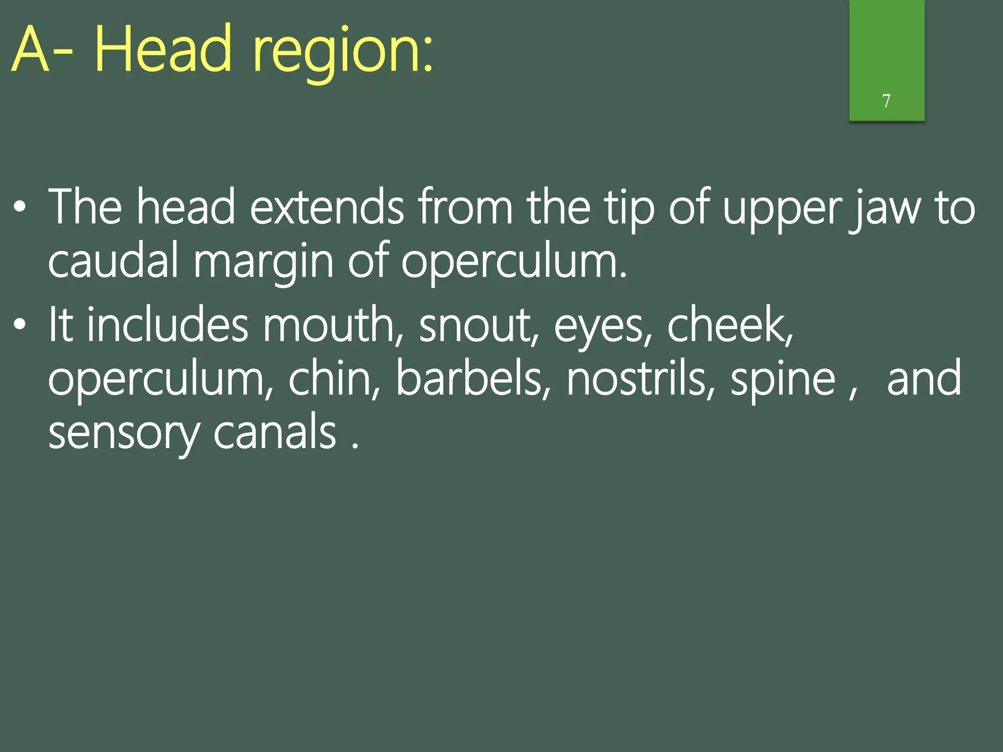 Anatomy of External Organs of the Fishes | PPTX