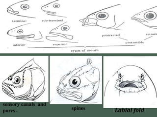 Anatomy of External Organs of the Fishes | PPTX