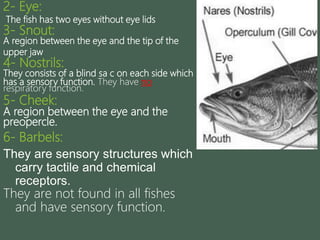 Anatomy of External Organs of the Fishes | PPTX