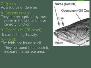 Anatomy of External Organs of the Fishes | PPTX