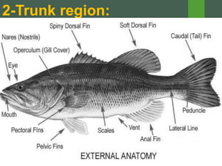 Anatomy of External Organs of the Fishes | PPTX