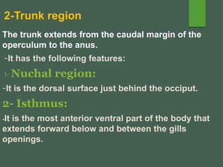 Anatomy of External Organs of the Fishes | PPTX